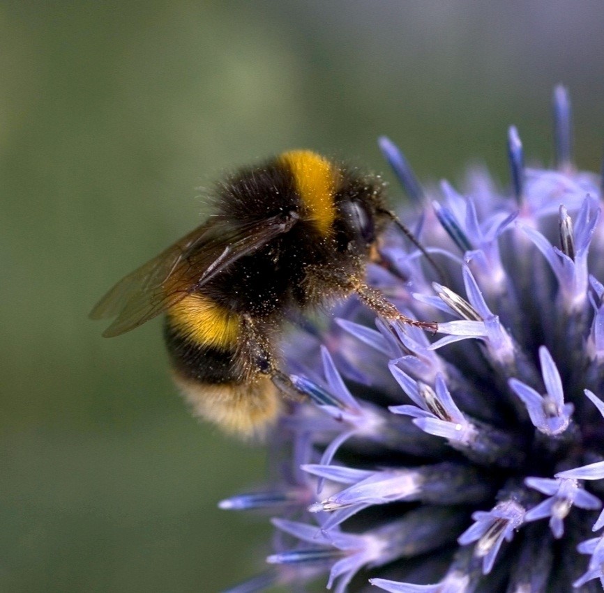 Bumblebee Conservation Trust - Case Study | Easyfundraising Blog