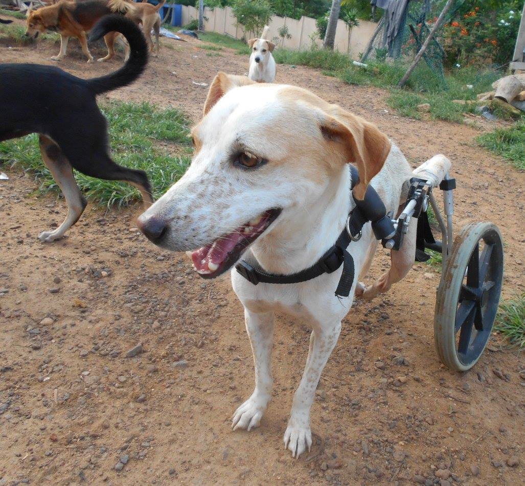 Seven fantastic easyfundraising causes from around the world ...