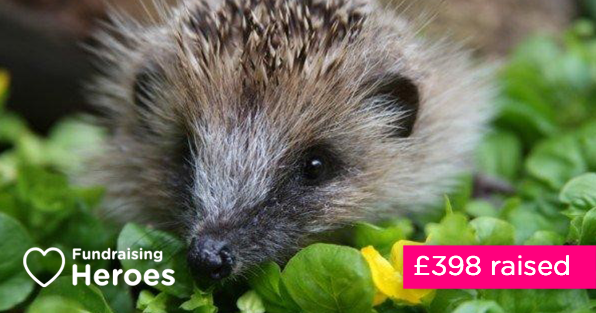 Saving the lives of hundreds of hedgehogs | Easyfundraising Blog